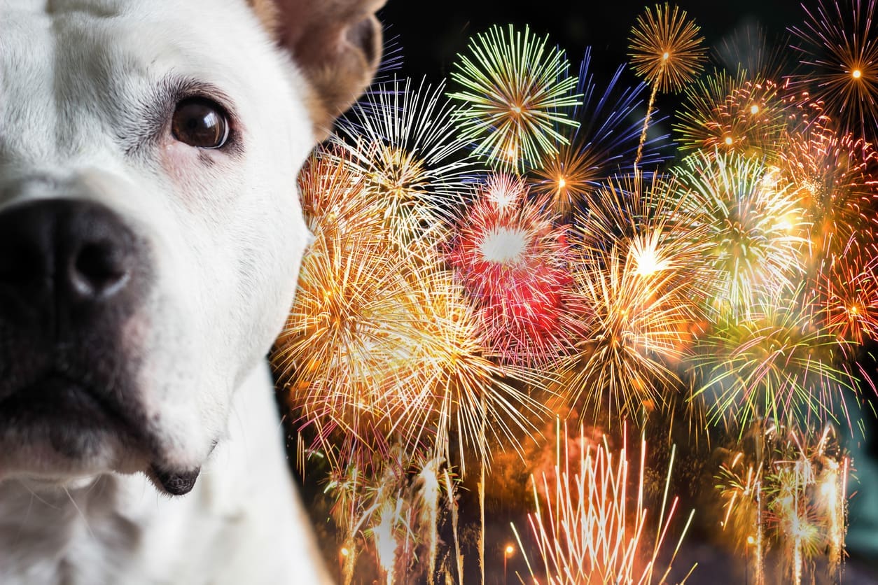 Dogs and Fireworks: How to Help them Cope - Kennel to Couch