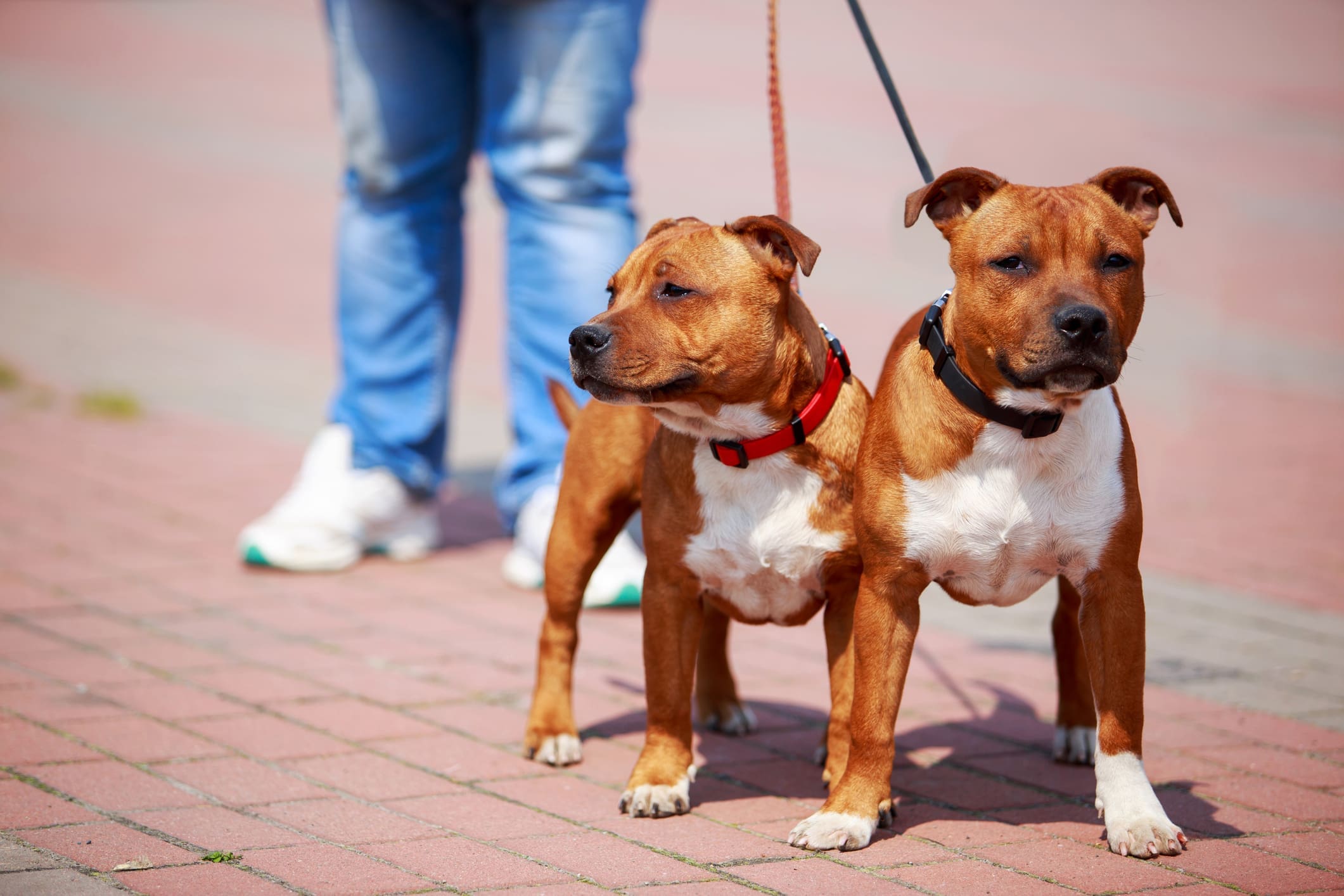 Master the Art of Walking Multiple Dogs at Once - Kennel to Couch