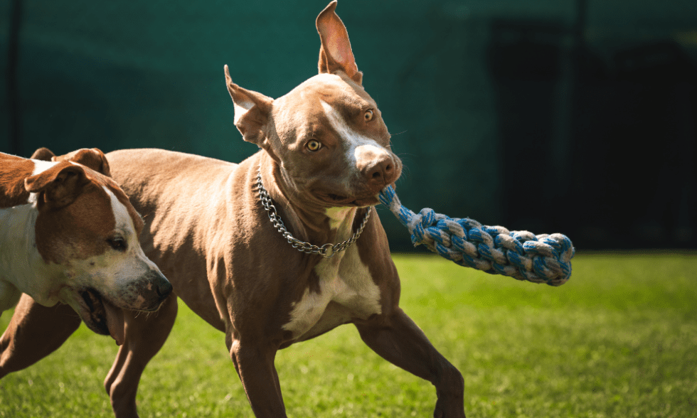 The History of Pit Bulls: From Working Dogs to Misunderstood Heroes ...