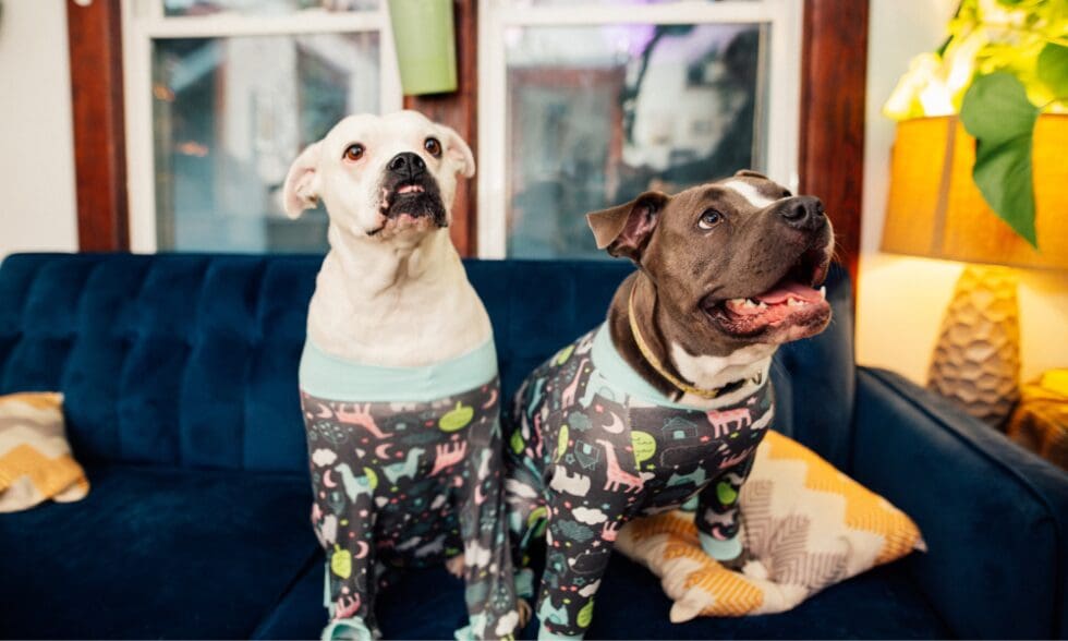 Training Your Adopted Dog: Building Trust, Confidence, and a Forever ...